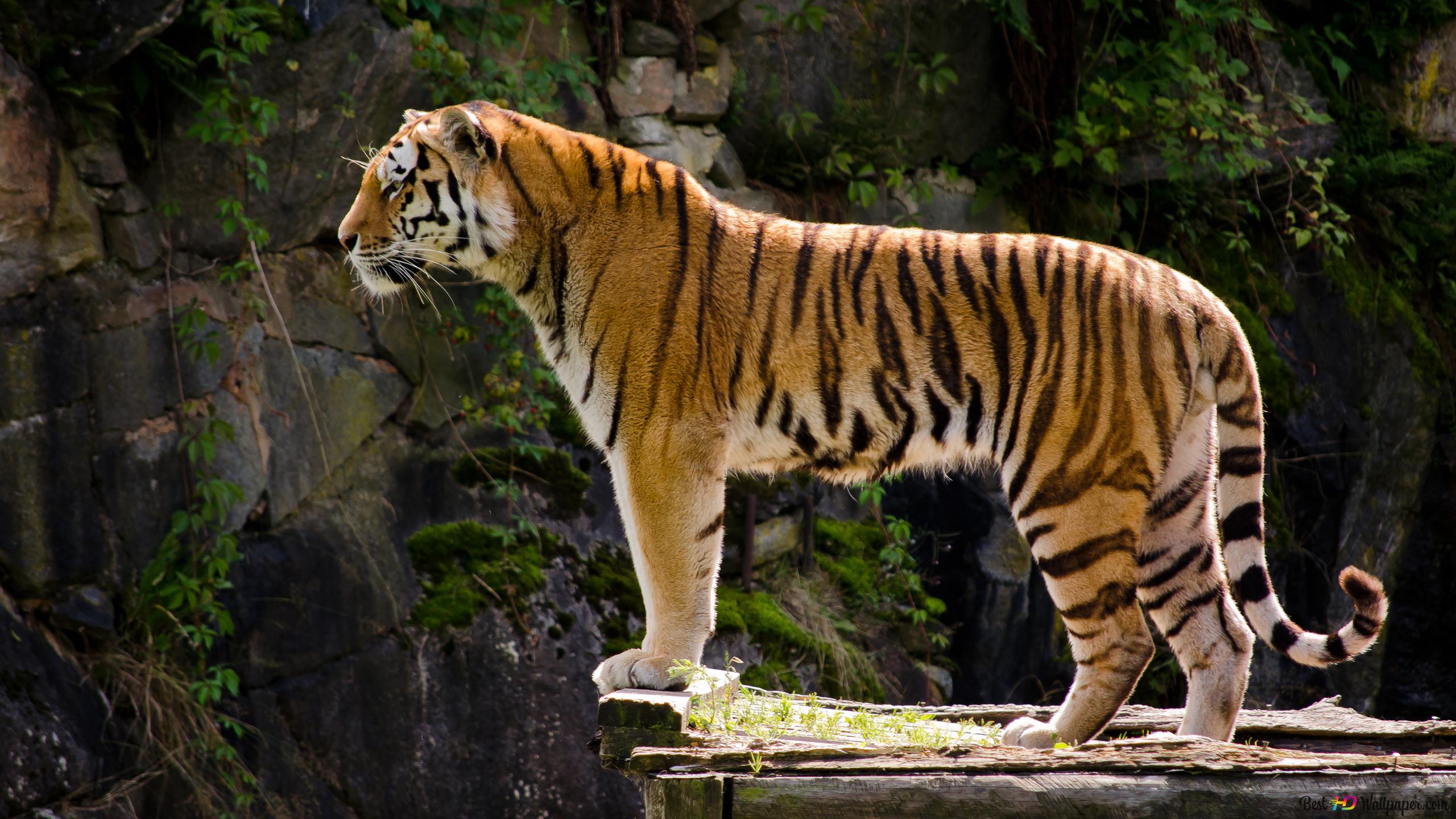 Royal Bengal Tiger Wallpapers - Top Free Royal Bengal Tiger Backgrounds ...
