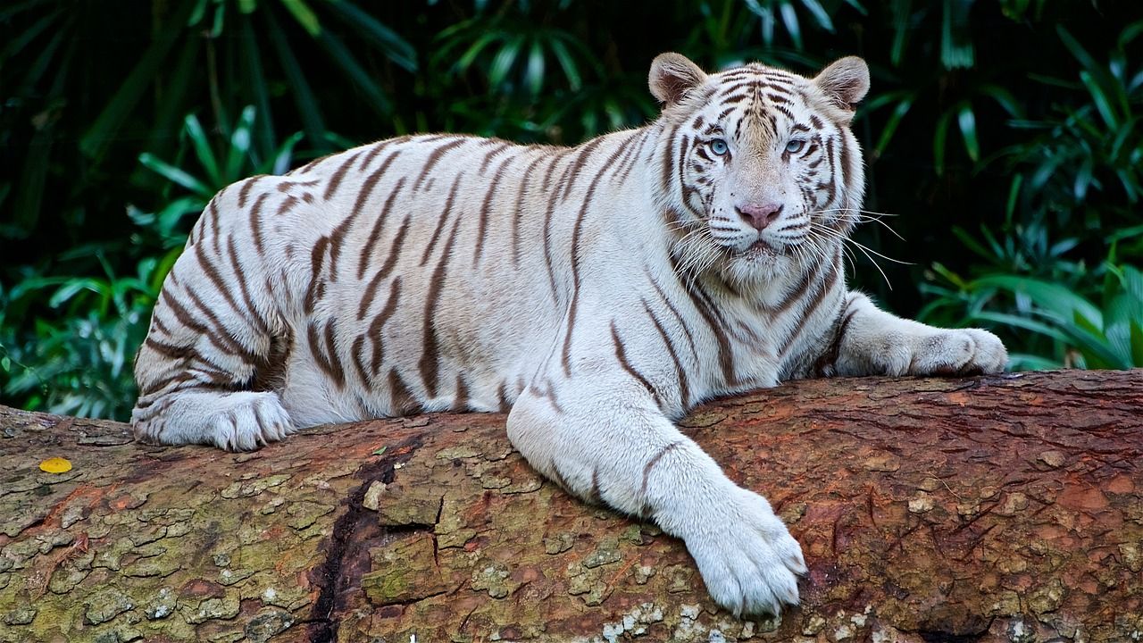 Royal Bengal Tiger Wallpapers - Top Free Royal Bengal Tiger Backgrounds ...