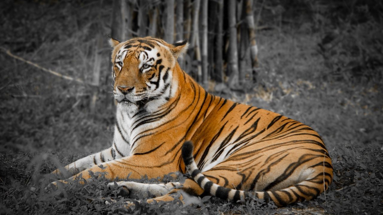 Royal Bengal Tiger Wallpapers - Top Free Royal Bengal Tiger Backgrounds ...