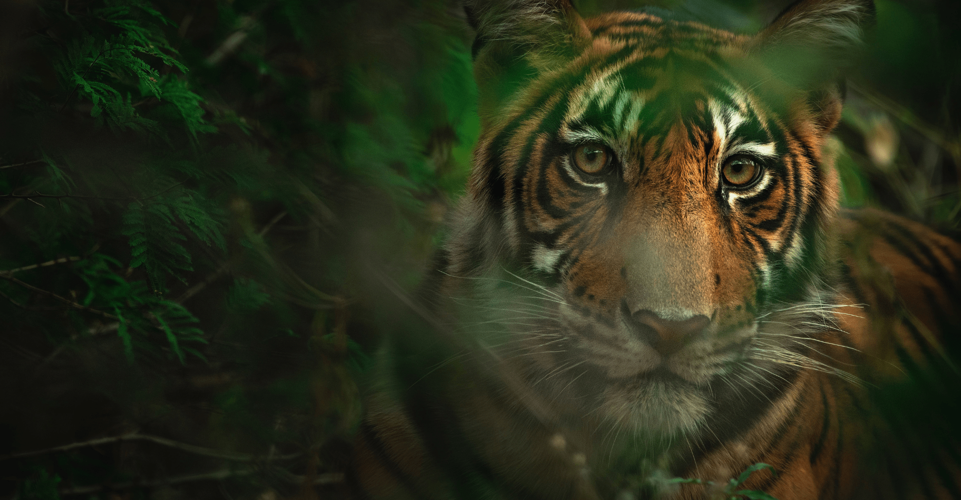 Royal Bengal Tiger Wallpapers - Top Free Royal Bengal Tiger Backgrounds ...