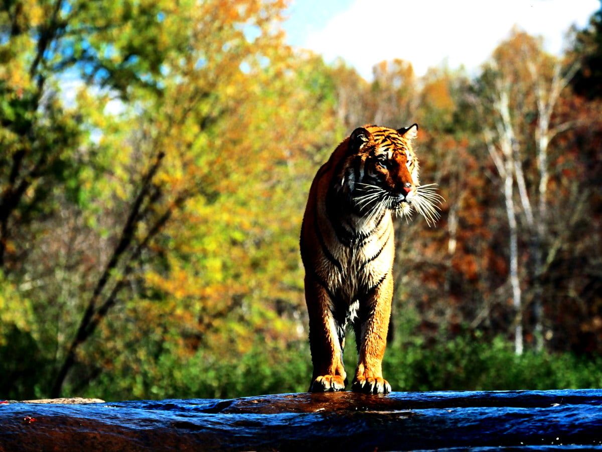 Royal Bengal Tiger Wallpapers - Top Free Royal Bengal Tiger Backgrounds ...