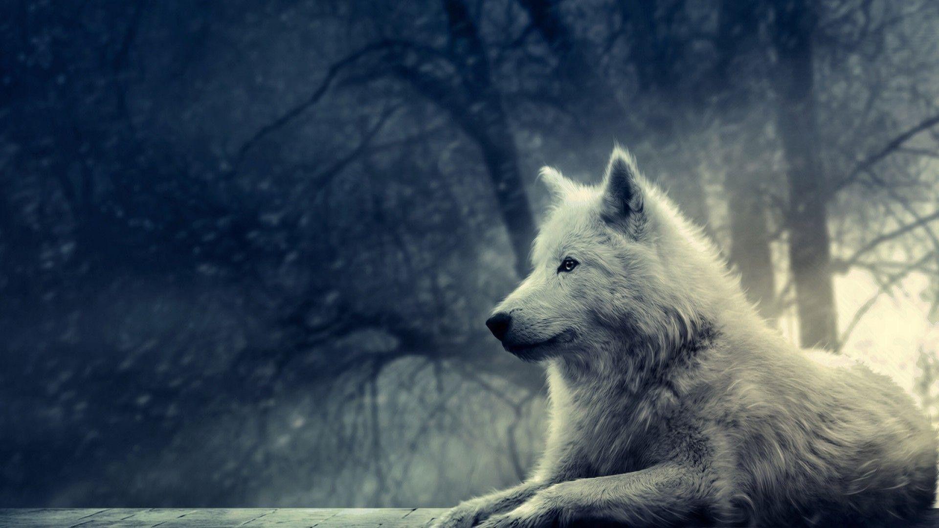 Lone Wolves Wallpapers - Top Free Lone Wolves Backgrounds - WallpaperAccess