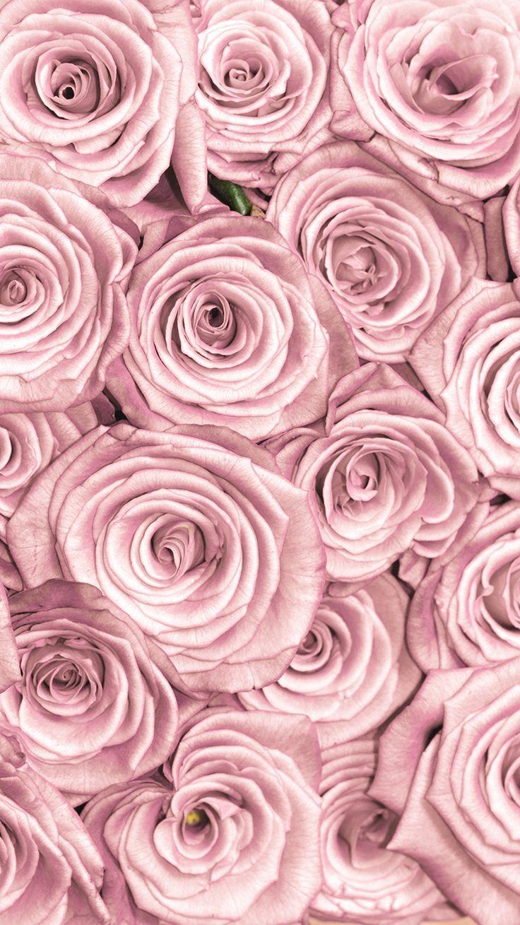 Rose Pattern iPhone Wallpapers - Top Free Rose Pattern iPhone Backgrounds - WallpaperAccess