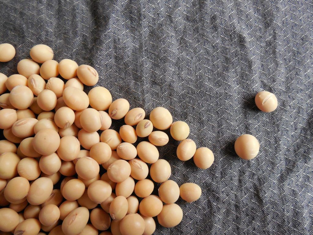 Soybean Wallpapers - Top Free Soybean Backgrounds - WallpaperAccess