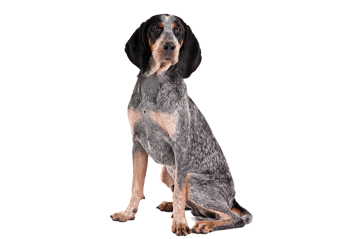 Redbone Wallpapers - Top Free Redbone Backgrounds - WallpaperAccess