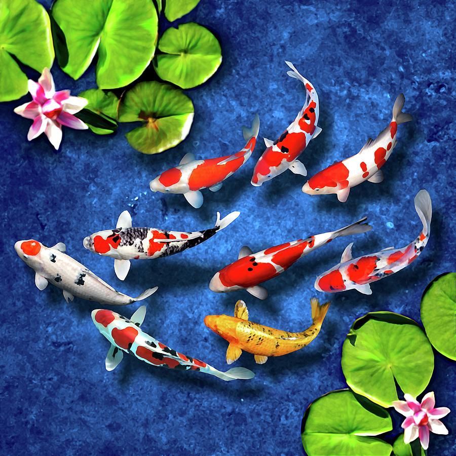 Lucky Fish Wallpapers - Top Free Lucky Fish Backgrounds - WallpaperAccess