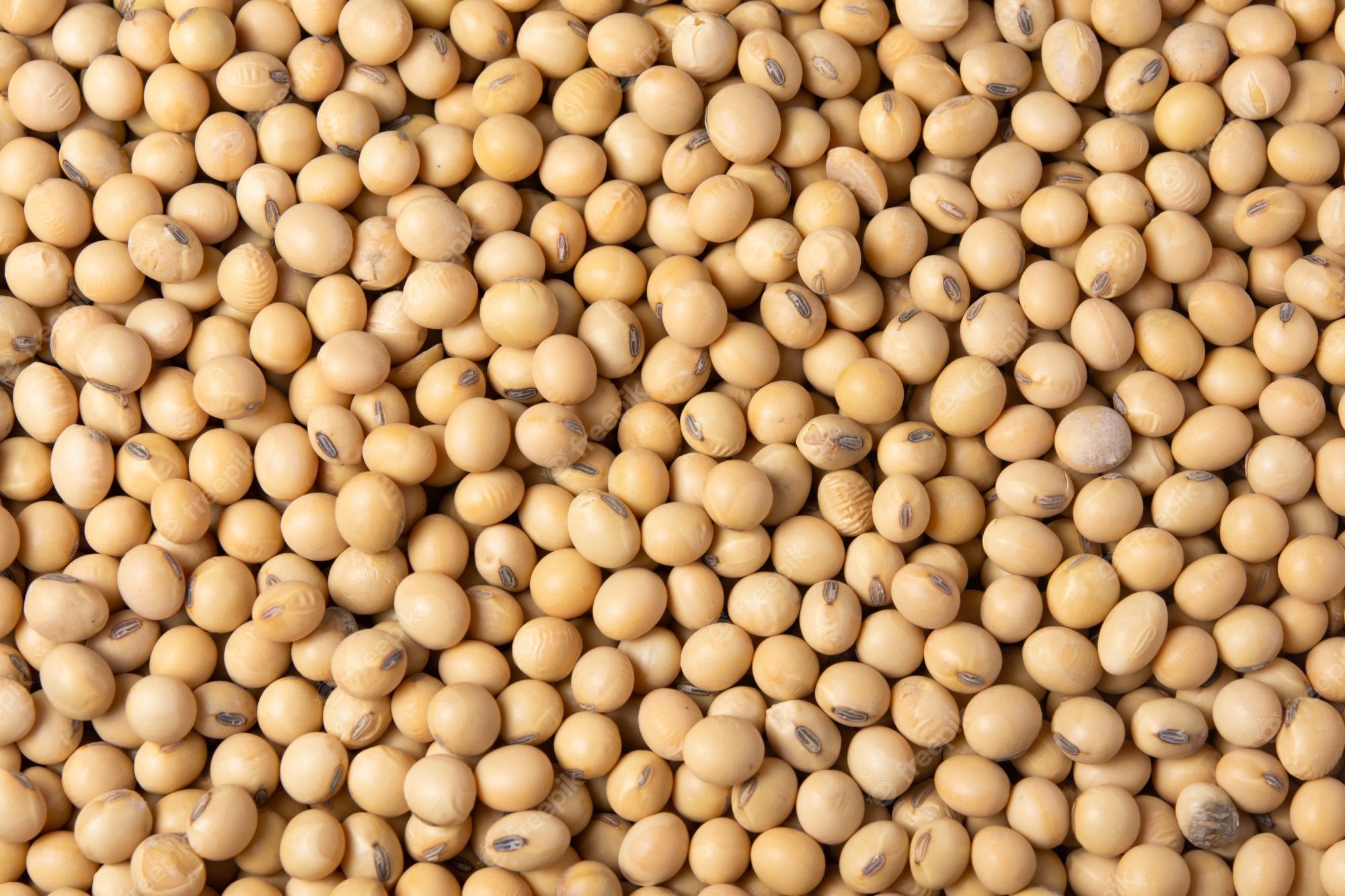 Soybean Wallpapers - Top Free Soybean Backgrounds - WallpaperAccess