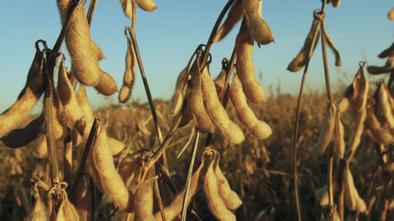 Soybean Wallpapers - Top Free Soybean Backgrounds - WallpaperAccess