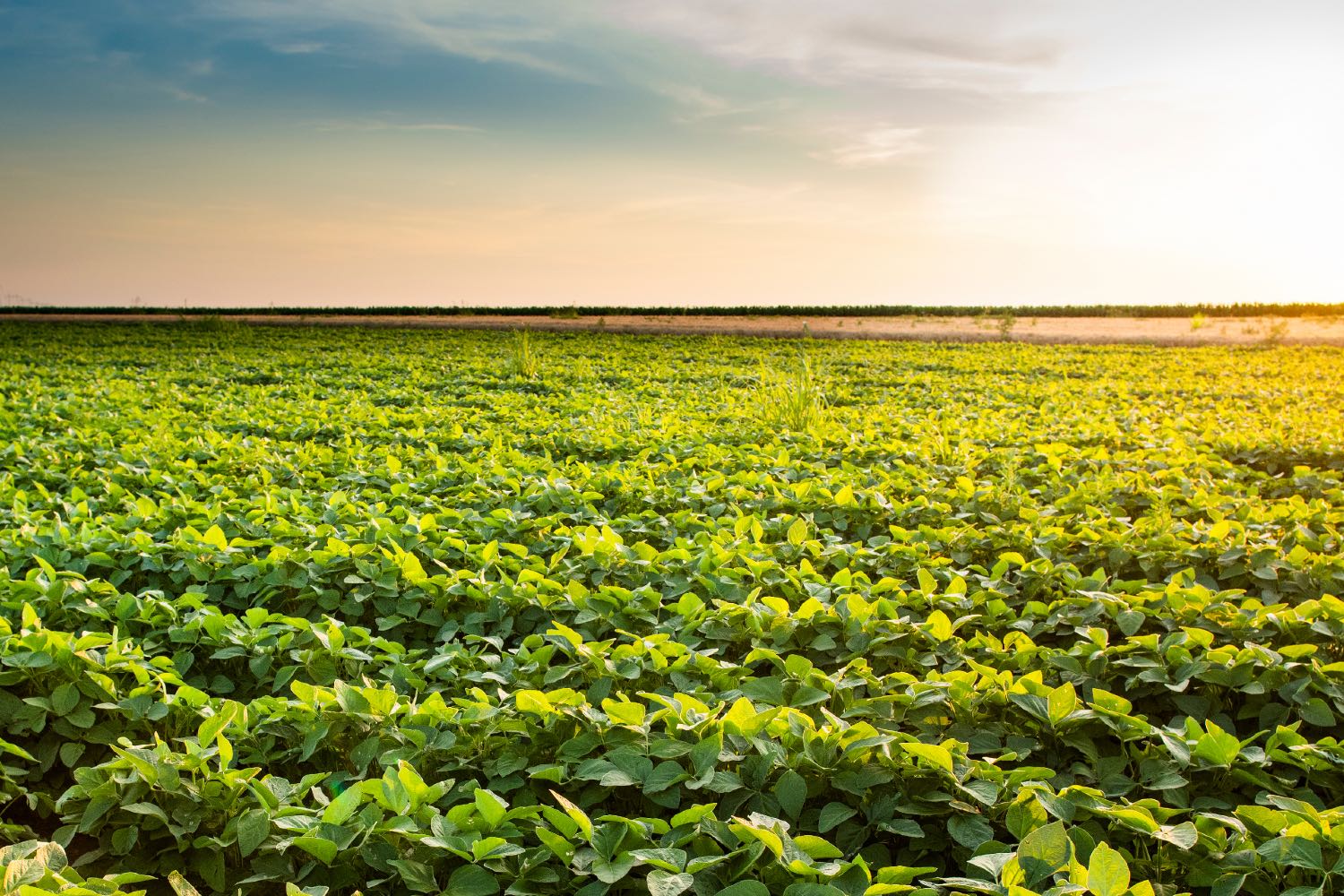 Soybean Wallpapers - Top Free Soybean Backgrounds - WallpaperAccess