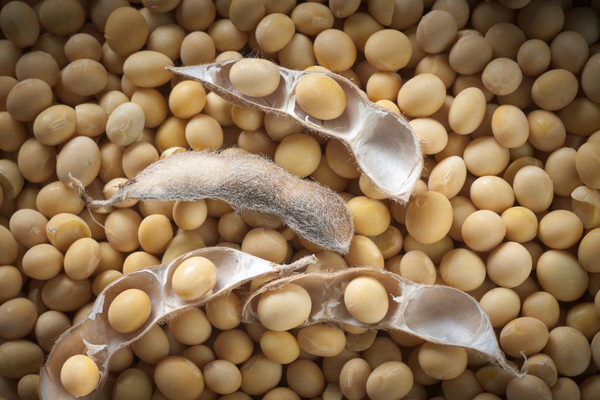 Soybean Wallpapers - Top Free Soybean Backgrounds - WallpaperAccess