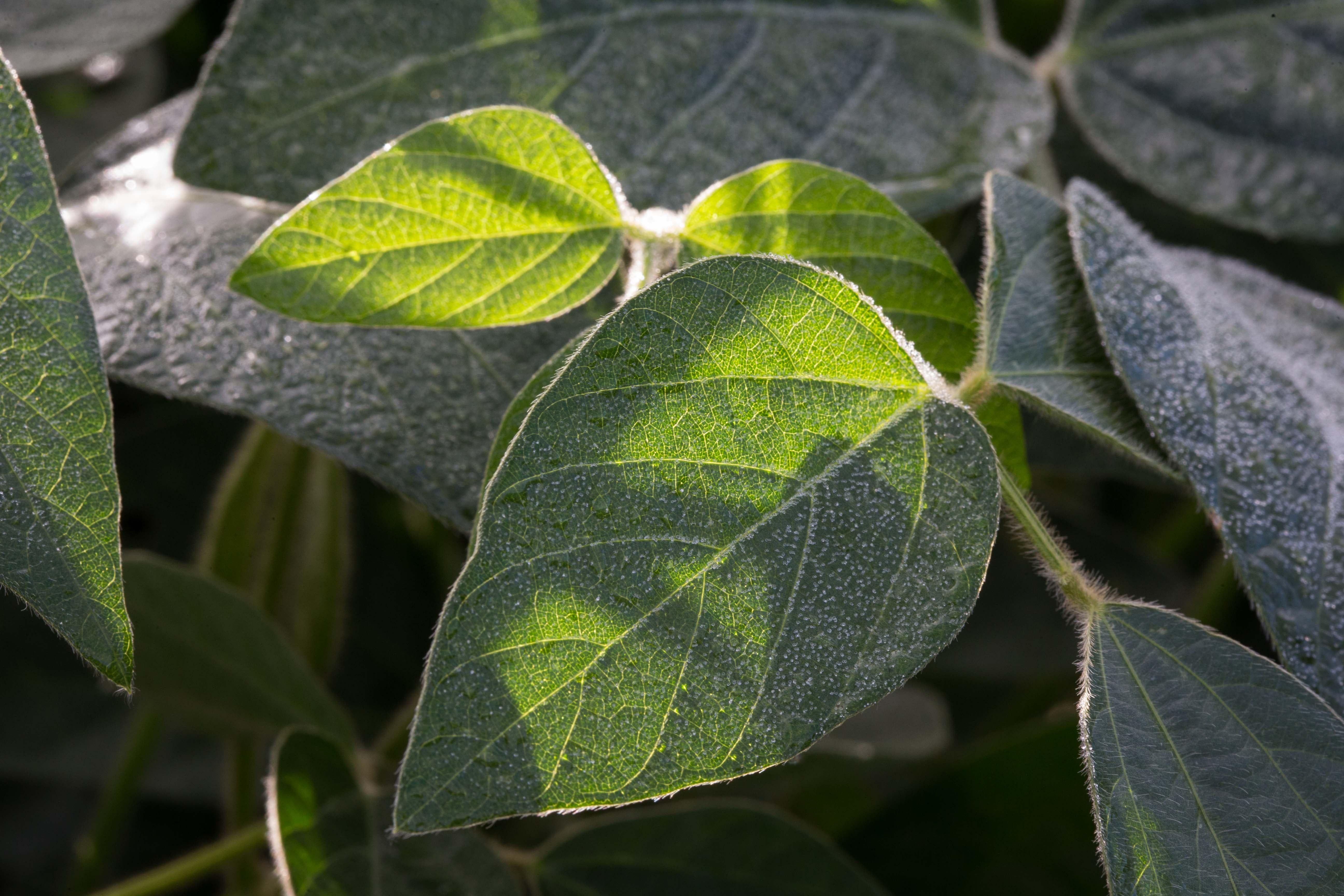 Soybean Wallpapers - Top Free Soybean Backgrounds - WallpaperAccess