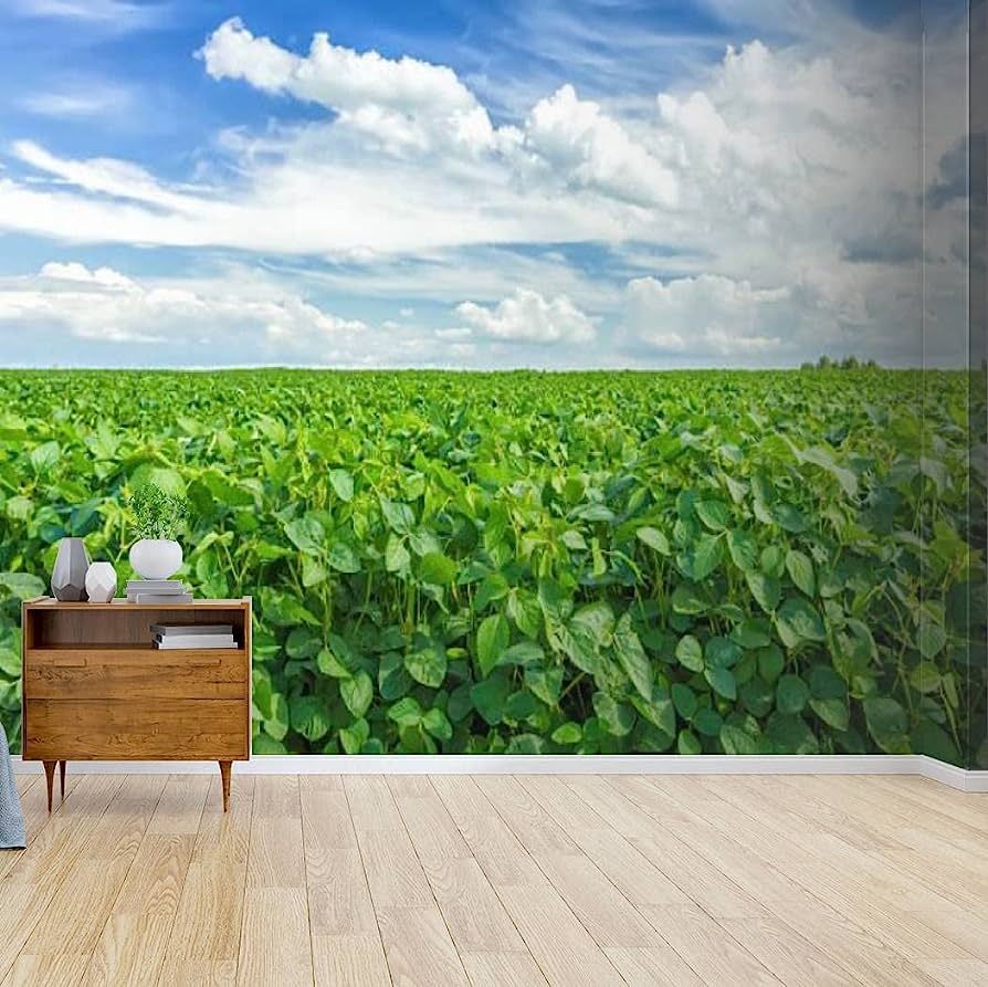Soybean Wallpapers - Top Free Soybean Backgrounds - WallpaperAccess