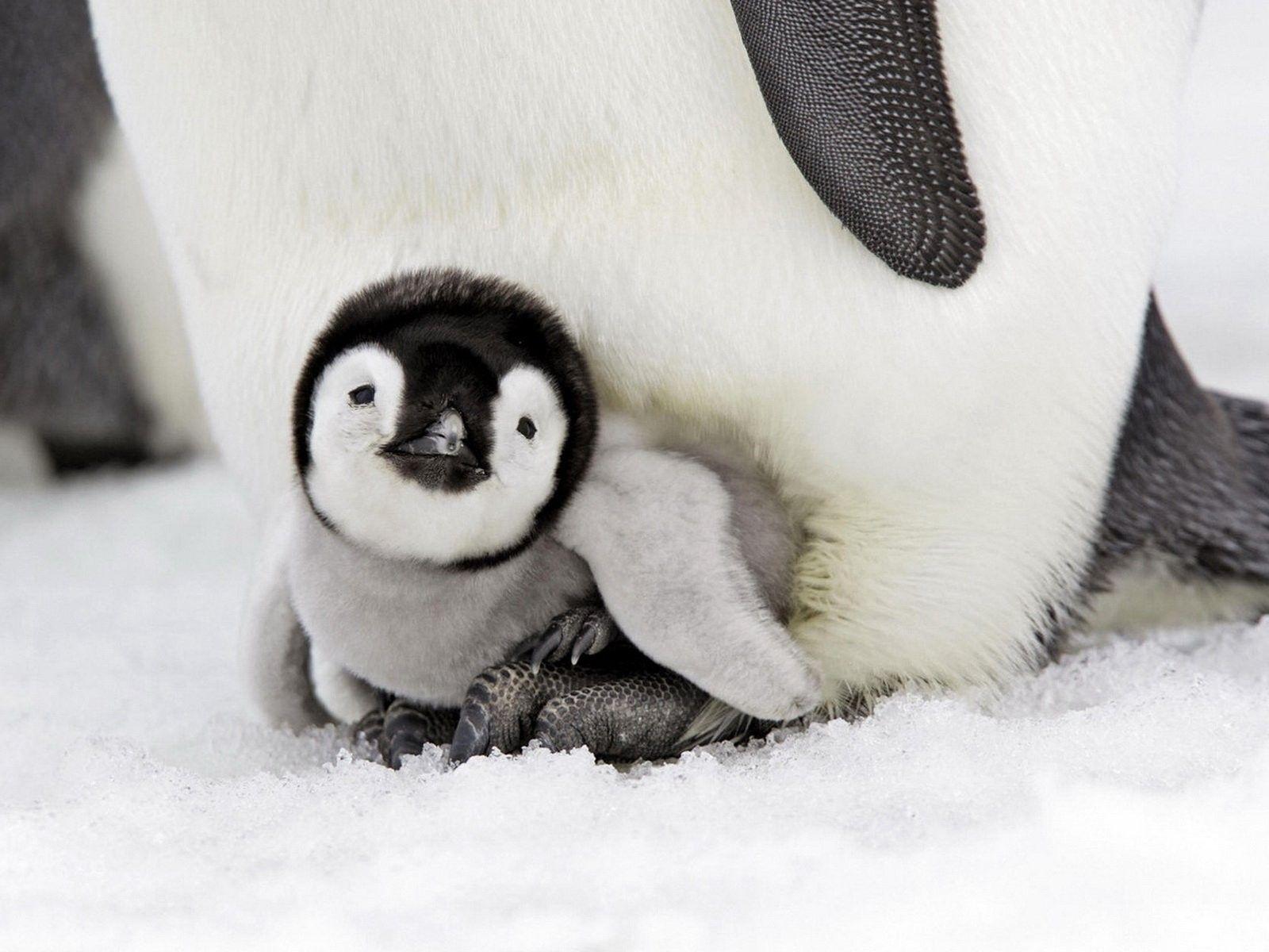 Cute Penguin Winter Animal Wallpapers - Top Free Cute Penguin Winter ...