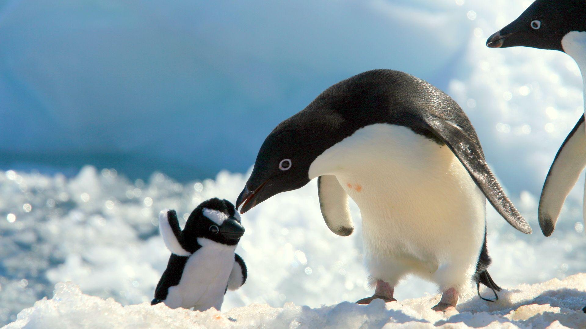 Cute Penguin Winter Animal Wallpapers - Top Free Cute Penguin Winter ...