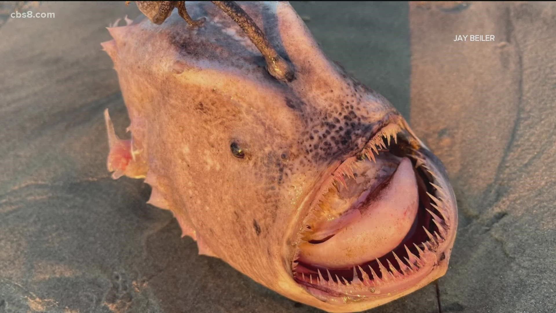 Anglerfish Wallpapers - Top Free Anglerfish Backgrounds - WallpaperAccess