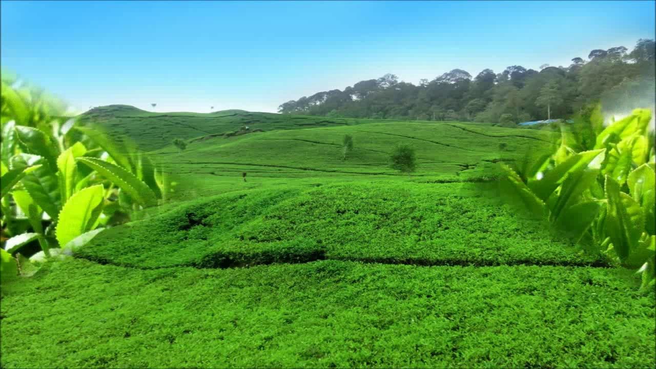 Tea Leaves Wallpapers - Top Free Tea Leaves Backgrounds - WallpaperAccess