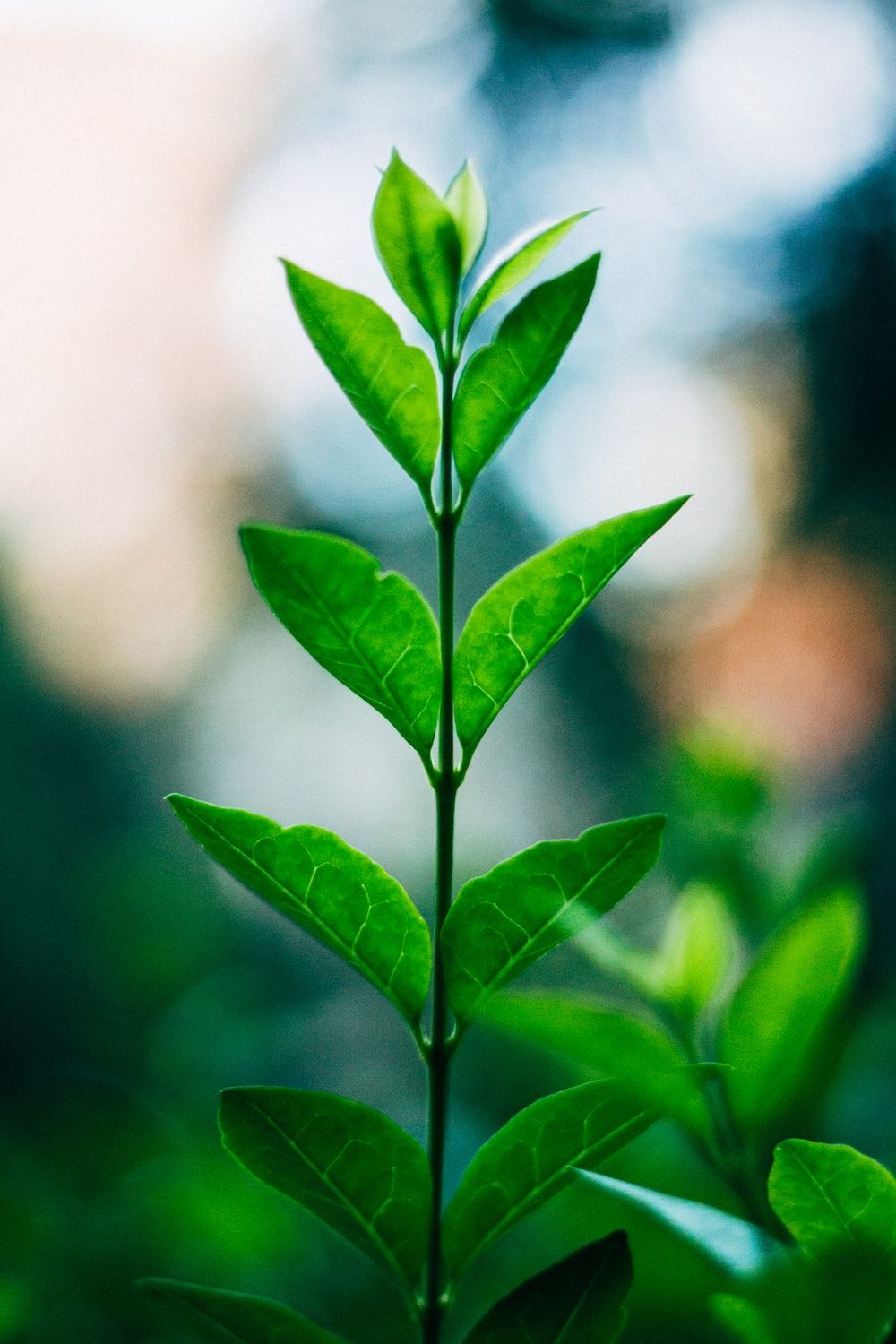 Tea Leaf Wallpapers - Top Free Tea Leaf Backgrounds - WallpaperAccess