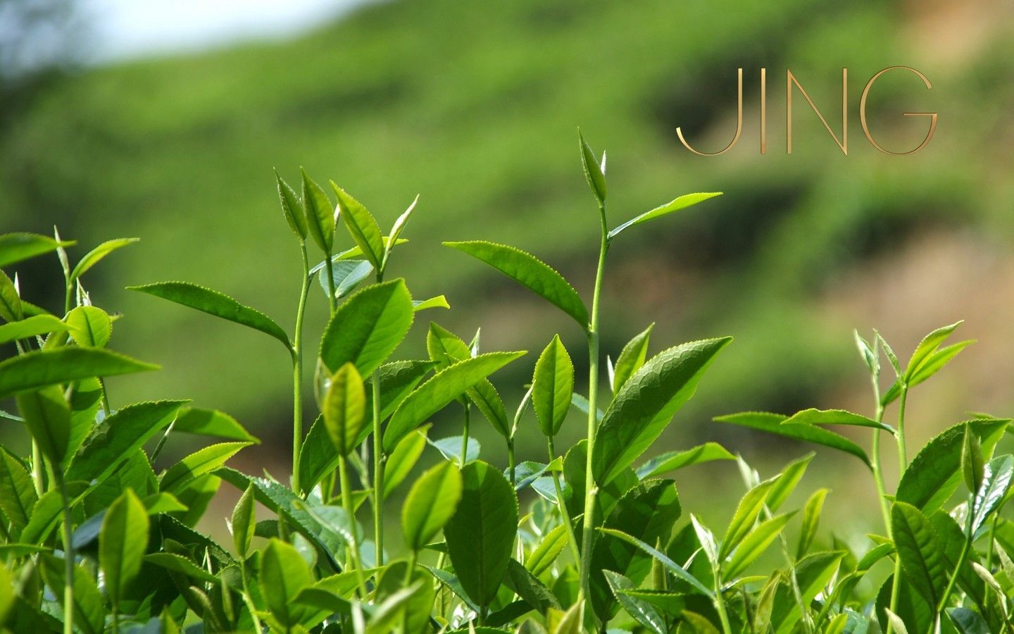 Tea Leaf Wallpapers - Top Free Tea Leaf Backgrounds - WallpaperAccess