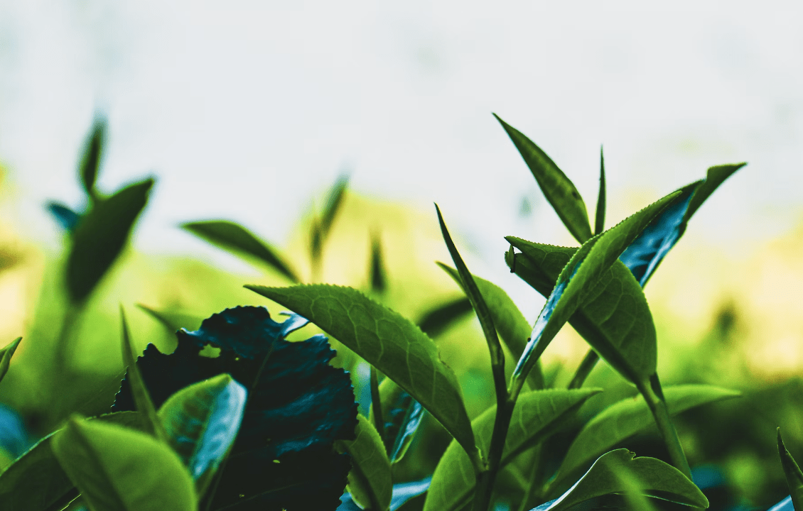 Tea Leaf Wallpapers - Top Free Tea Leaf Backgrounds - WallpaperAccess