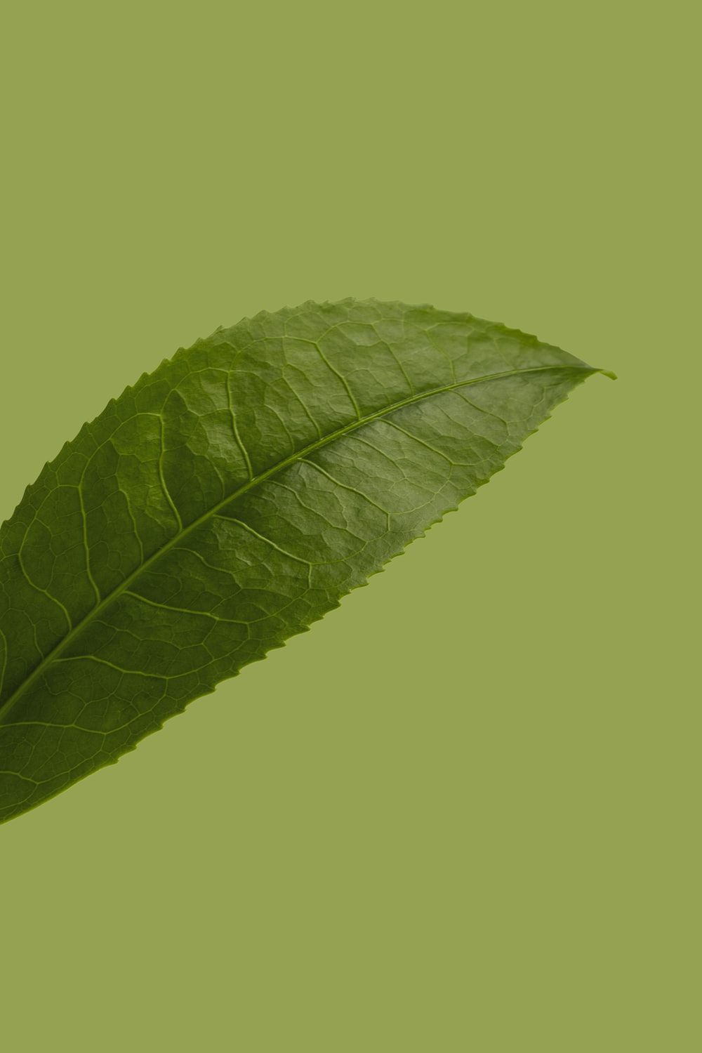 Tea Leaf Wallpapers - Top Free Tea Leaf Backgrounds - WallpaperAccess