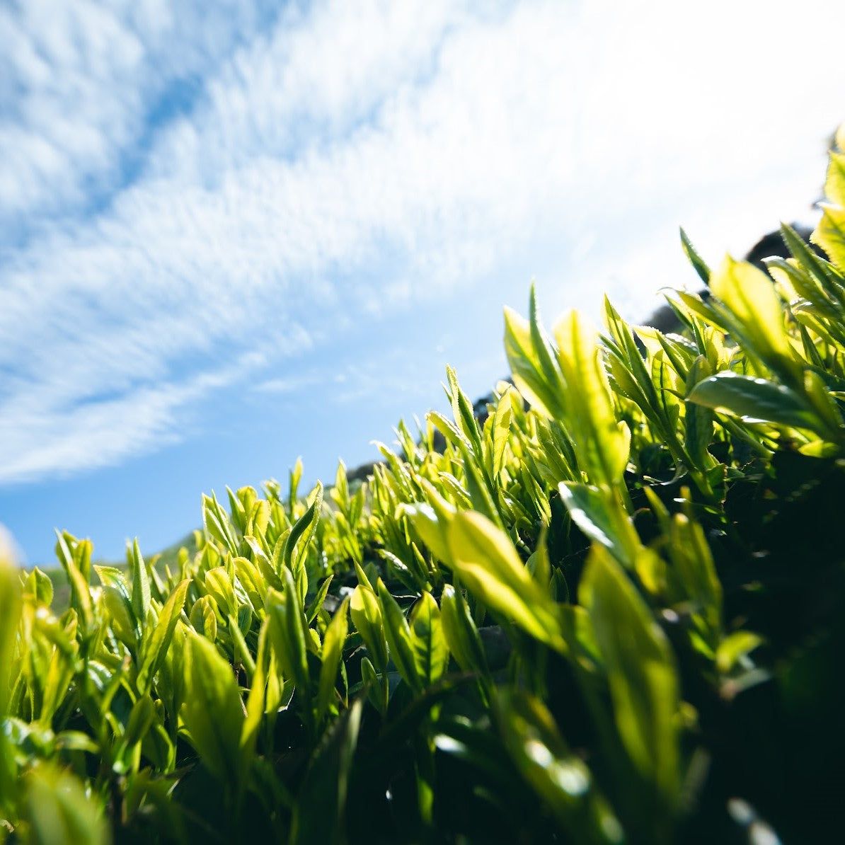 Tea Leaf Wallpapers - Top Free Tea Leaf Backgrounds - WallpaperAccess