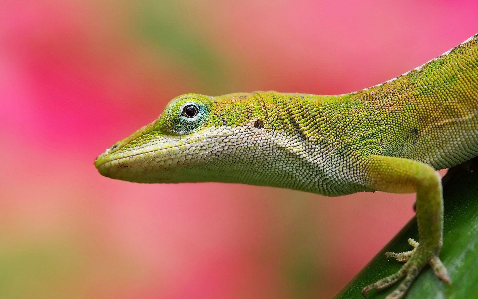 Lizard Desktop Wallpapers - Top Free Lizard Desktop Backgrounds ...