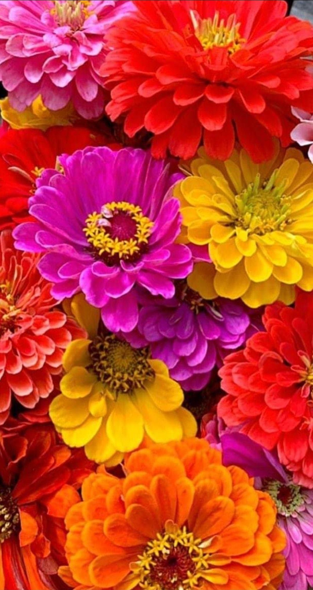 Zinnia Wallpapers - Top Free Zinnia Backgrounds - WallpaperAccess