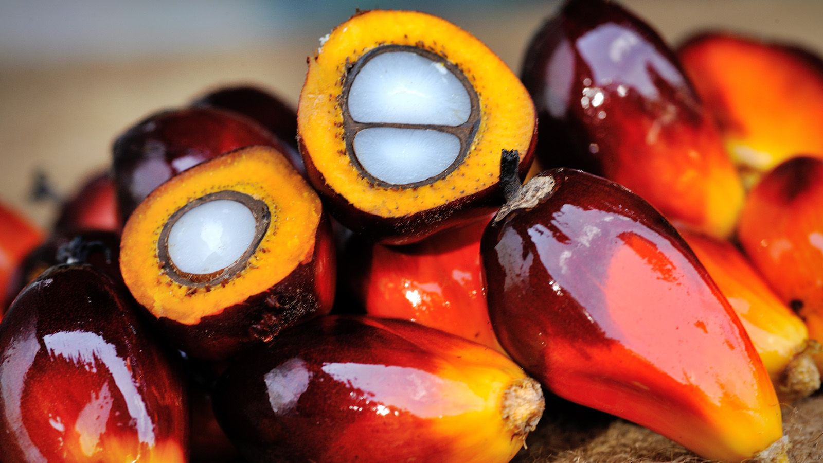 Palm Oil Wallpapers - Top Free Palm Oil Backgrounds - WallpaperAccess