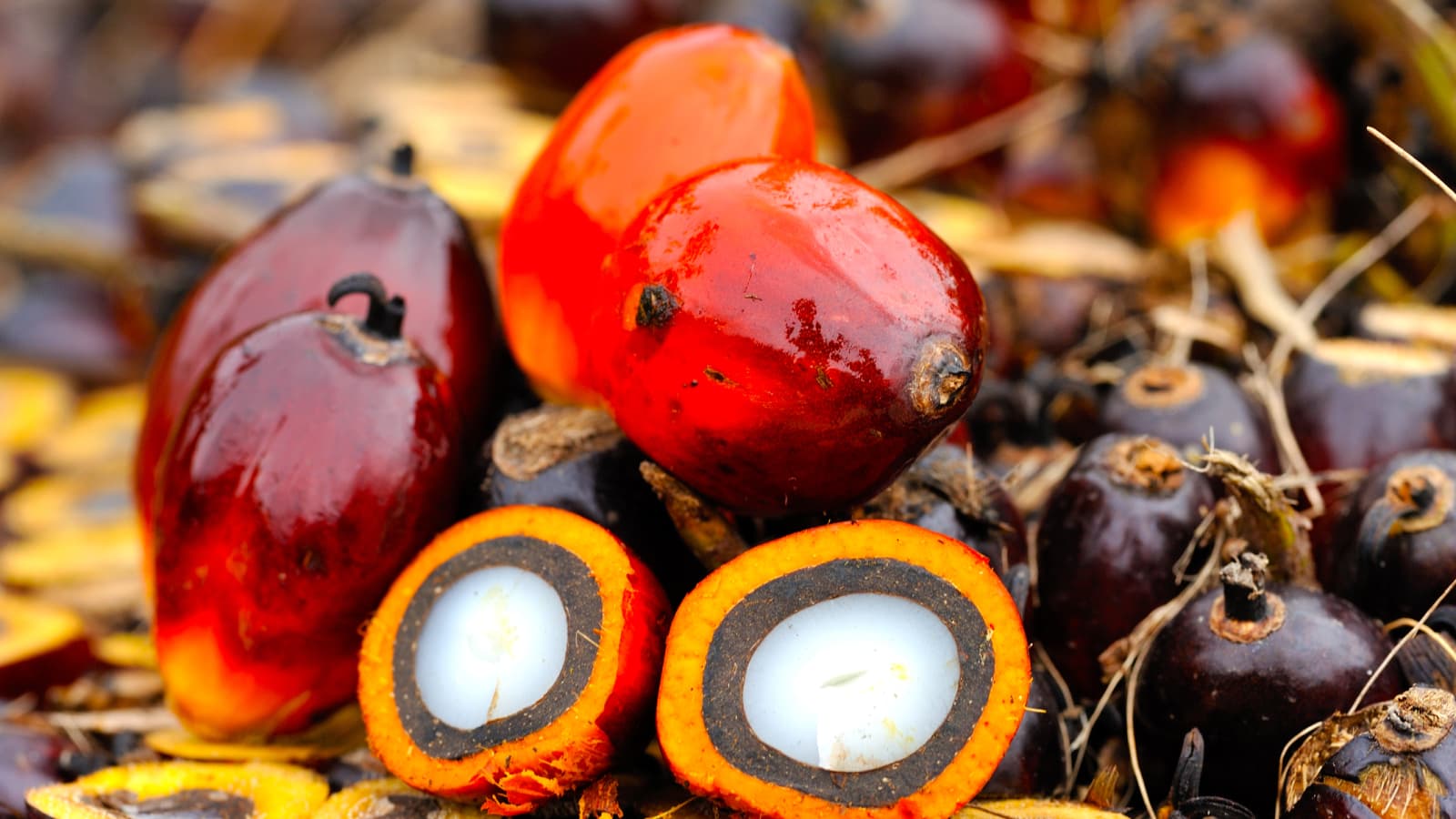 Palm Oil Wallpapers - Top Free Palm Oil Backgrounds - WallpaperAccess