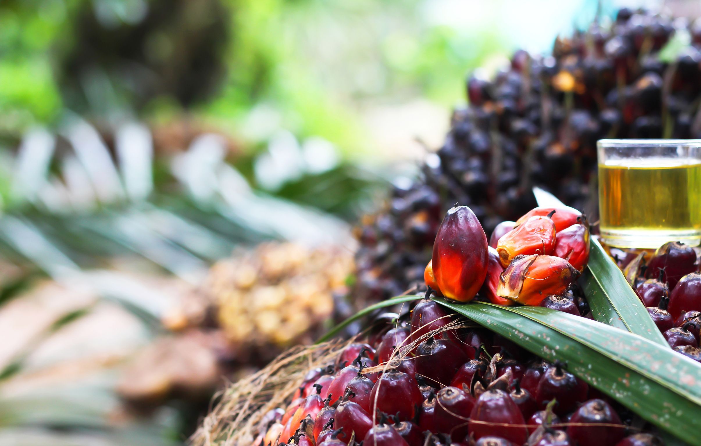 Palm Oil Wallpapers - Top Free Palm Oil Backgrounds - WallpaperAccess