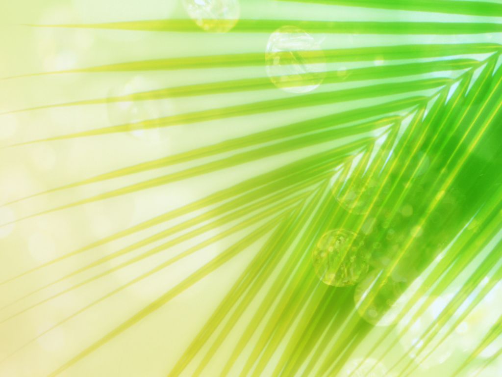 Palm Oil Wallpapers - Top Free Palm Oil Backgrounds - WallpaperAccess