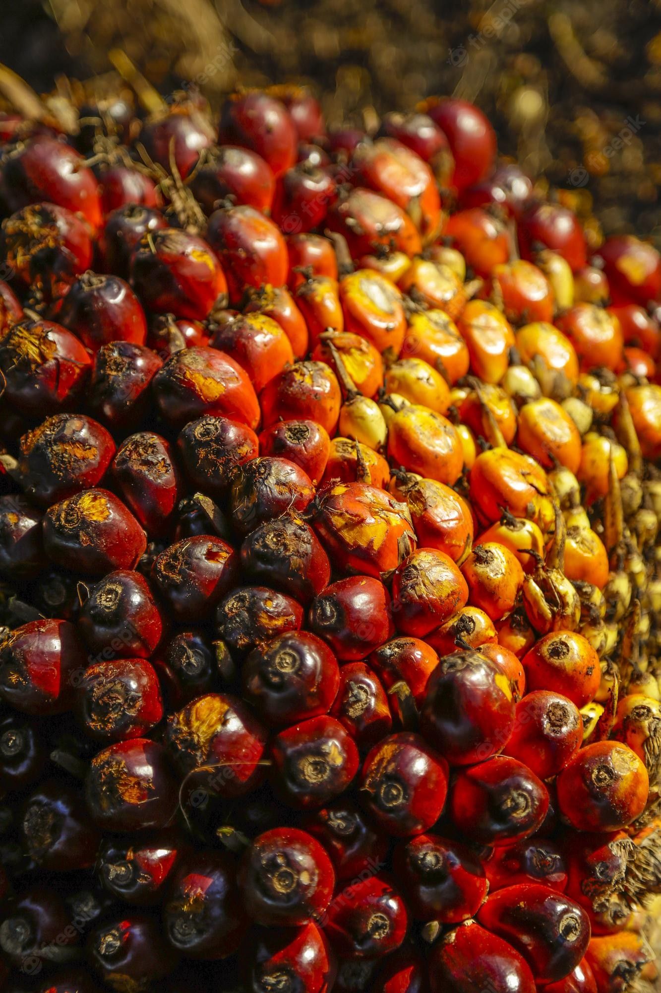 Palm Oil Wallpapers - Top Free Palm Oil Backgrounds - WallpaperAccess
