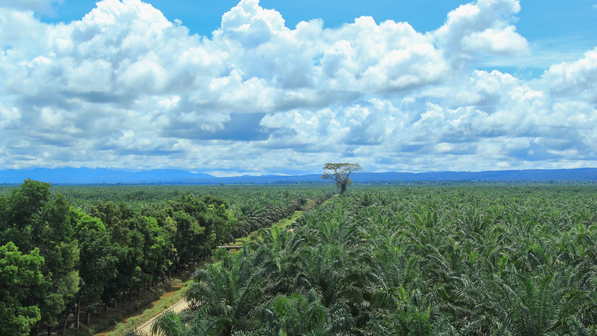 Palm Oil Wallpapers - Top Free Palm Oil Backgrounds - WallpaperAccess