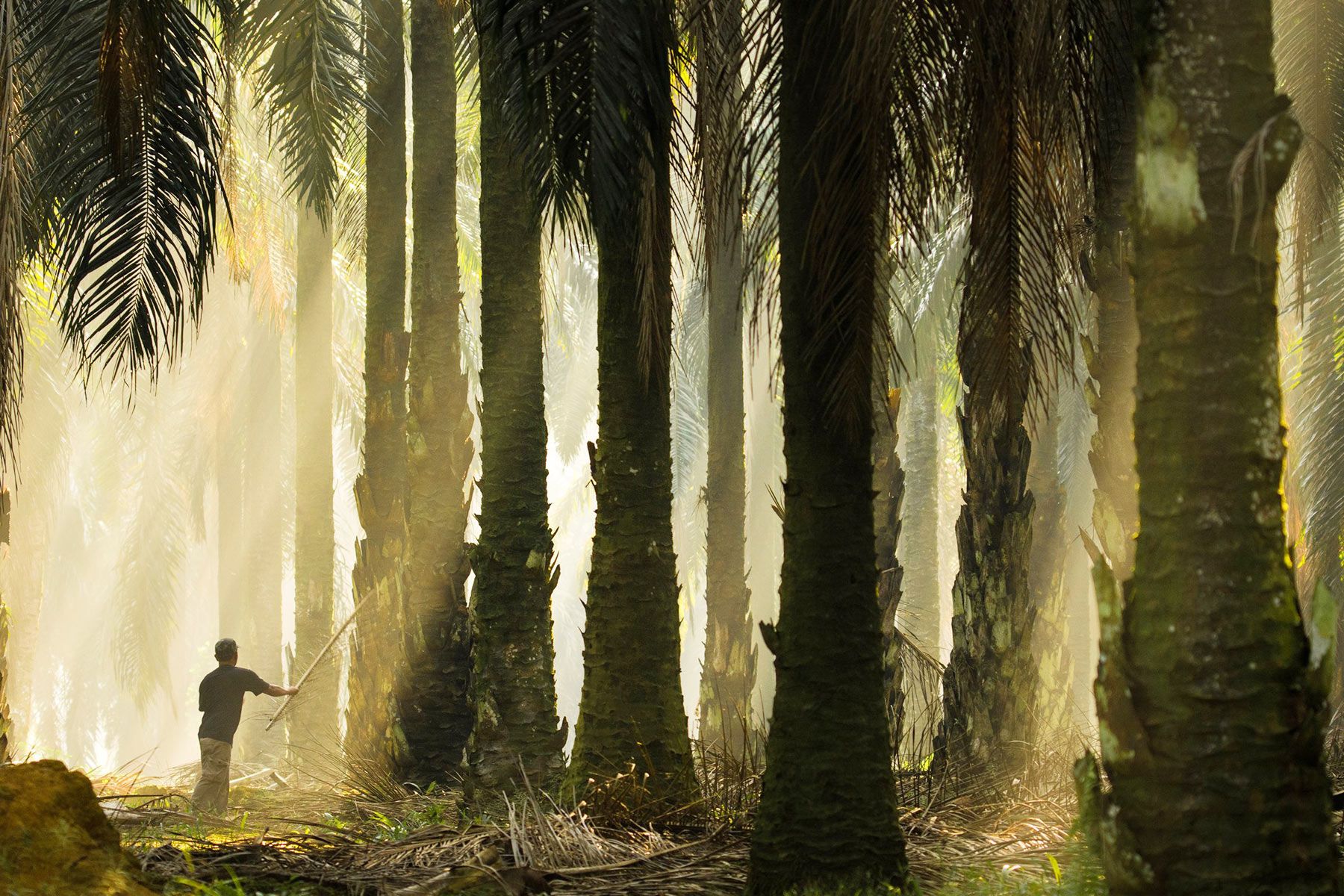 Palm Oil Wallpapers - Top Free Palm Oil Backgrounds - WallpaperAccess