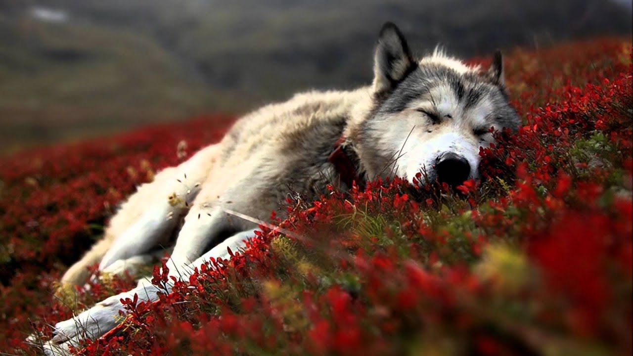 Dances With Wolves Wallpapers - Top Free Dances With Wolves Backgrounds ... Dances With Wolves Wallpapers - Top Free Dances With Wolves Backgrounds ...