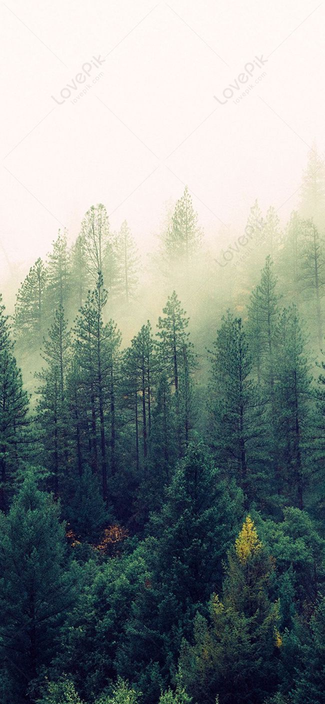 Forest Mobile Wallpapers - Top Free Forest Mobile Backgrounds ...