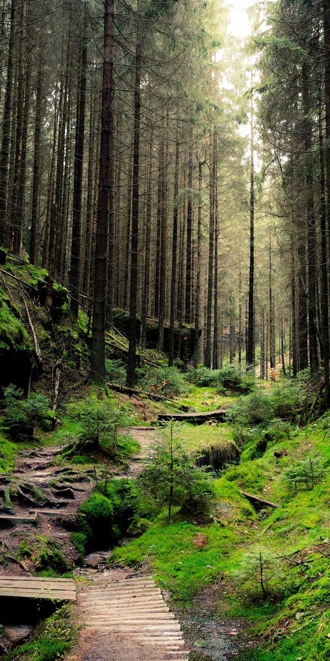 Forest Mobile Wallpapers - Top Free Forest Mobile Backgrounds ...