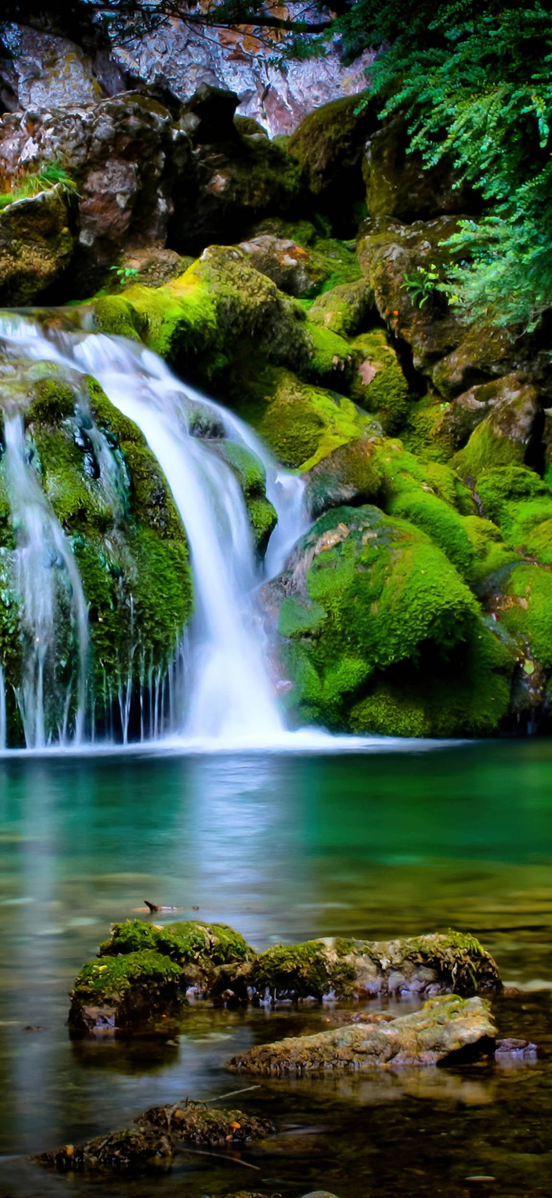 Forest Mobile Wallpapers - Top Free Forest Mobile Backgrounds ...