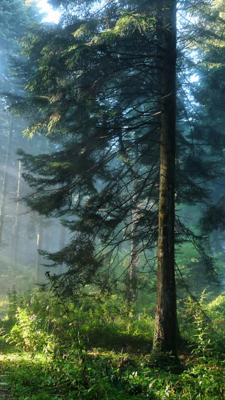 Forest Mobile Wallpapers - Top Free Forest Mobile Backgrounds ...