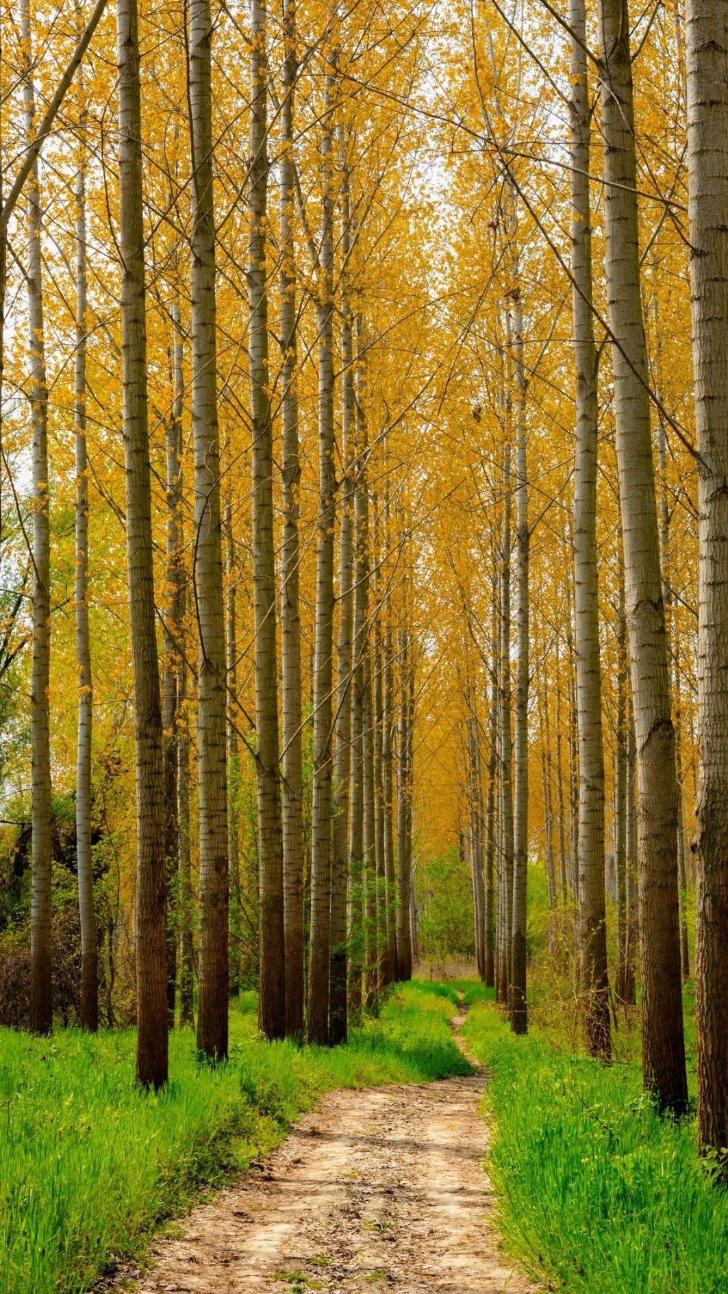 Forest Mobile Wallpapers - Top Free Forest Mobile Backgrounds ...