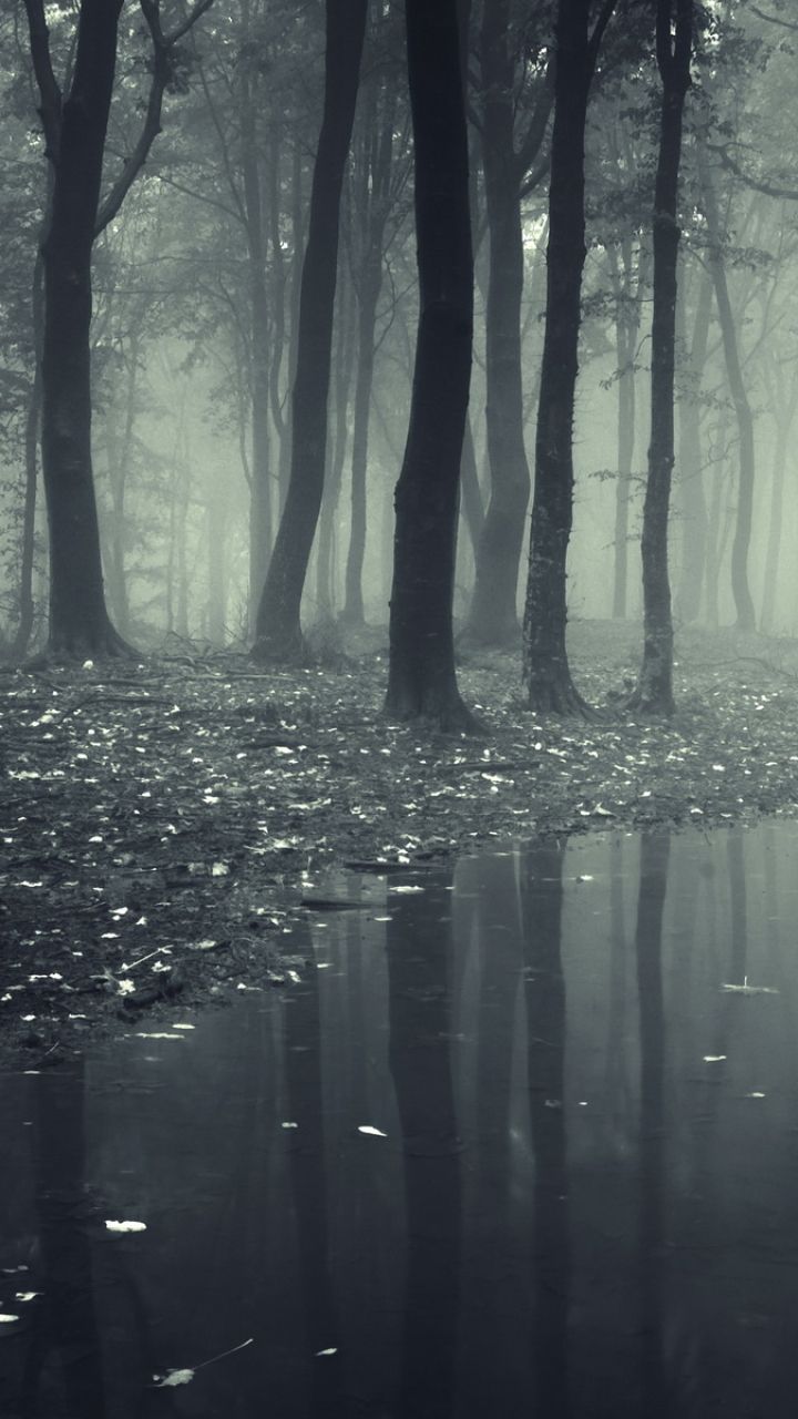 Forest Mobile Wallpapers - Top Free Forest Mobile Backgrounds ...