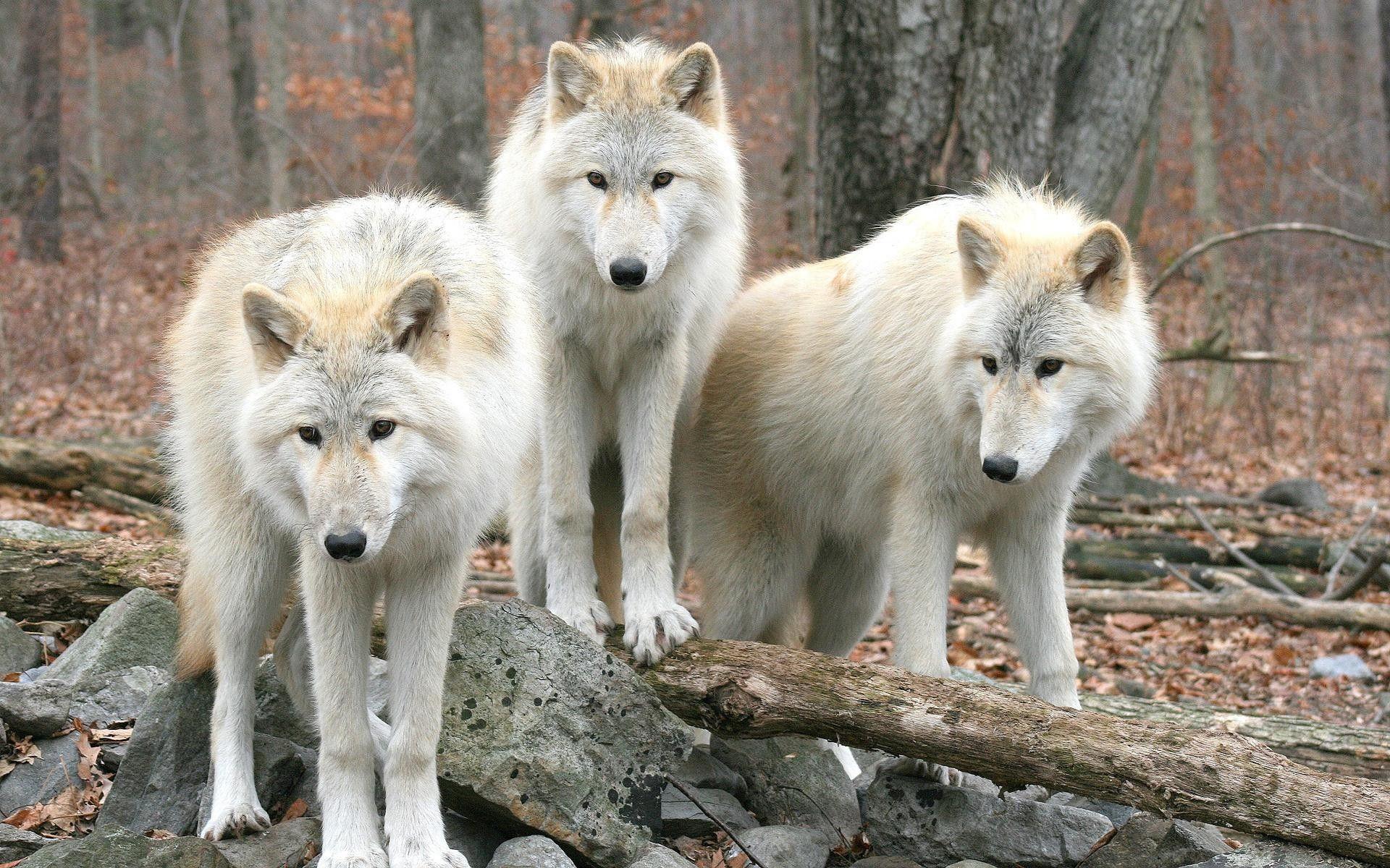 Timber Wolf Wallpapers - Top Free Timber Wolf Backgrounds - WallpaperAccess