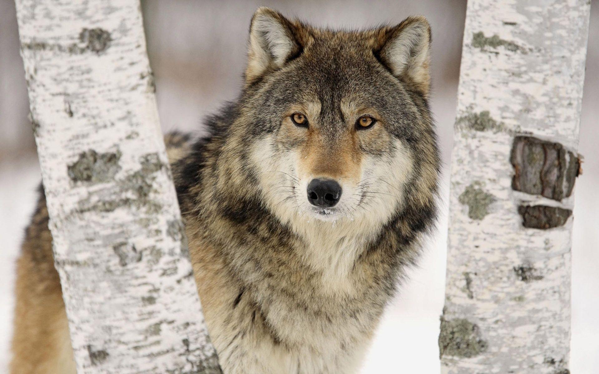 Timber Wolf Wallpapers - Top Free Timber Wolf Backgrounds - WallpaperAccess