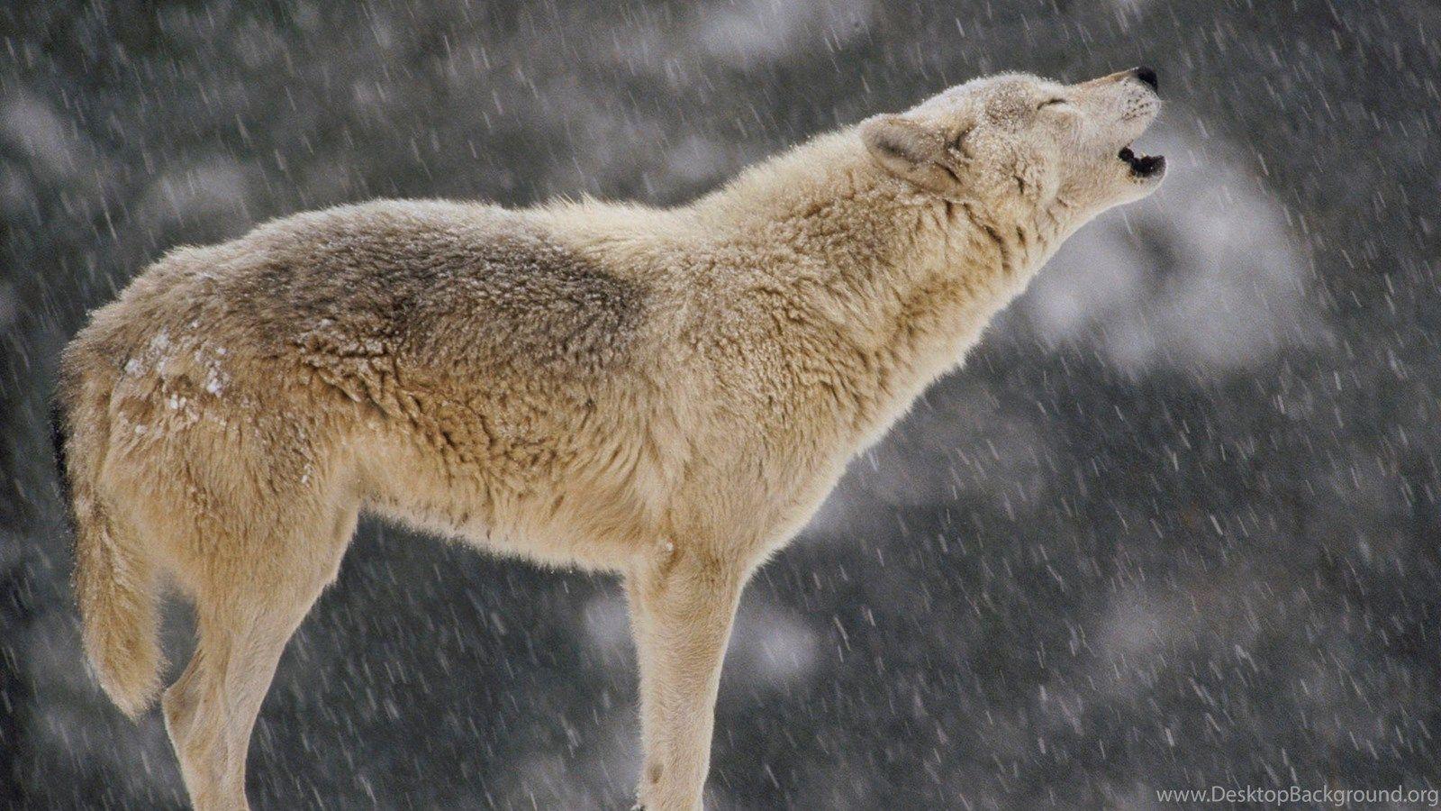 Timber Wolf Wallpapers - Top Free Timber Wolf Backgrounds - WallpaperAccess