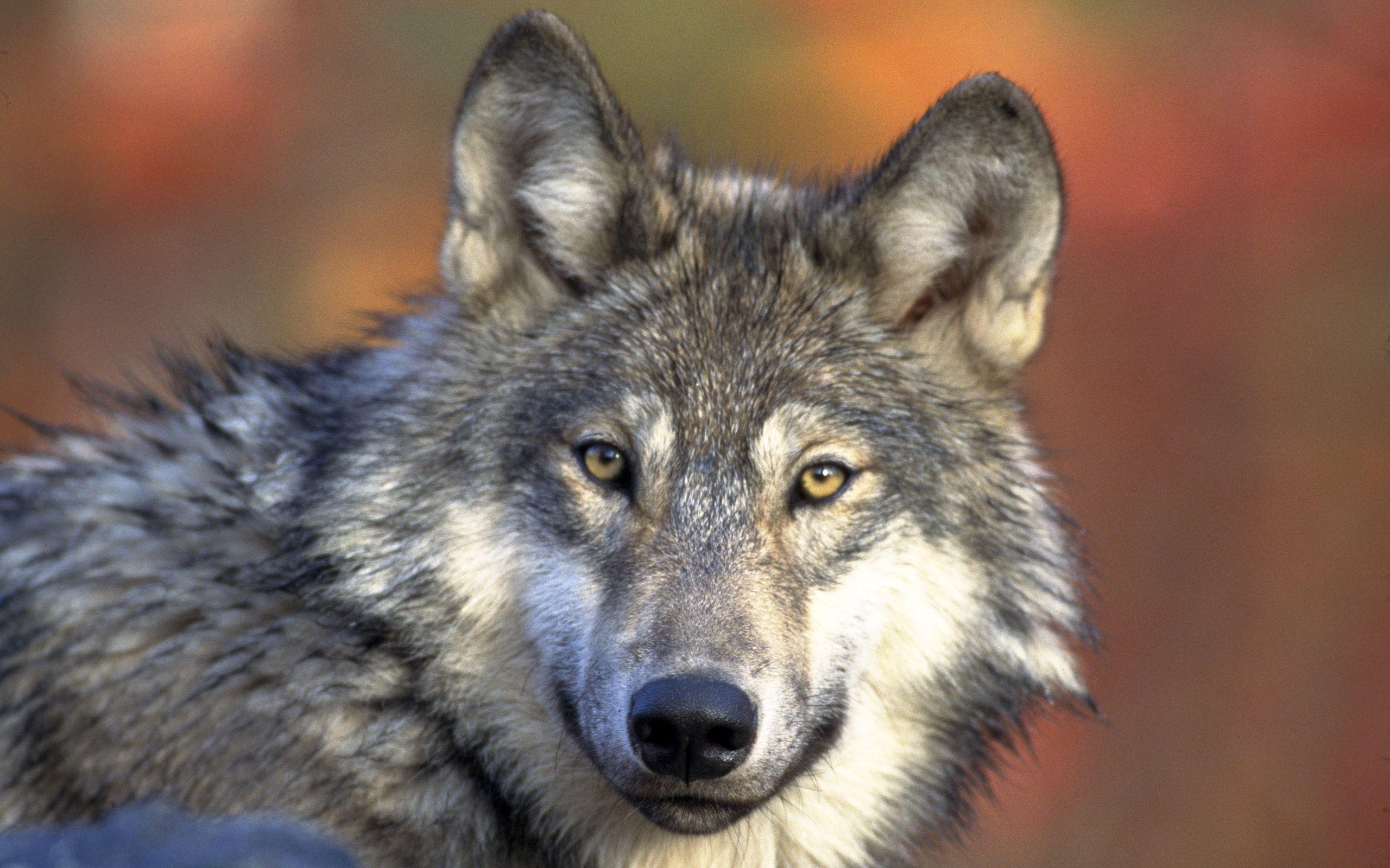 Timber Wolf Wallpapers - Top Free Timber Wolf Backgrounds - WallpaperAccess