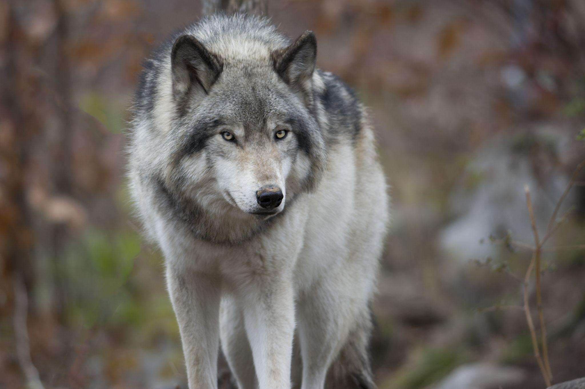 Timber Wolf Wallpapers - Top Free Timber Wolf Backgrounds - WallpaperAccess
