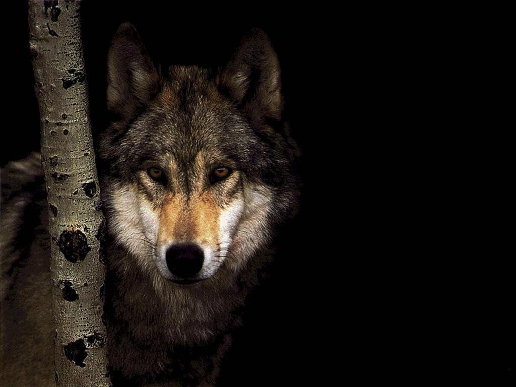 Timber Wolf Wallpapers - Top Free Timber Wolf Backgrounds - WallpaperAccess