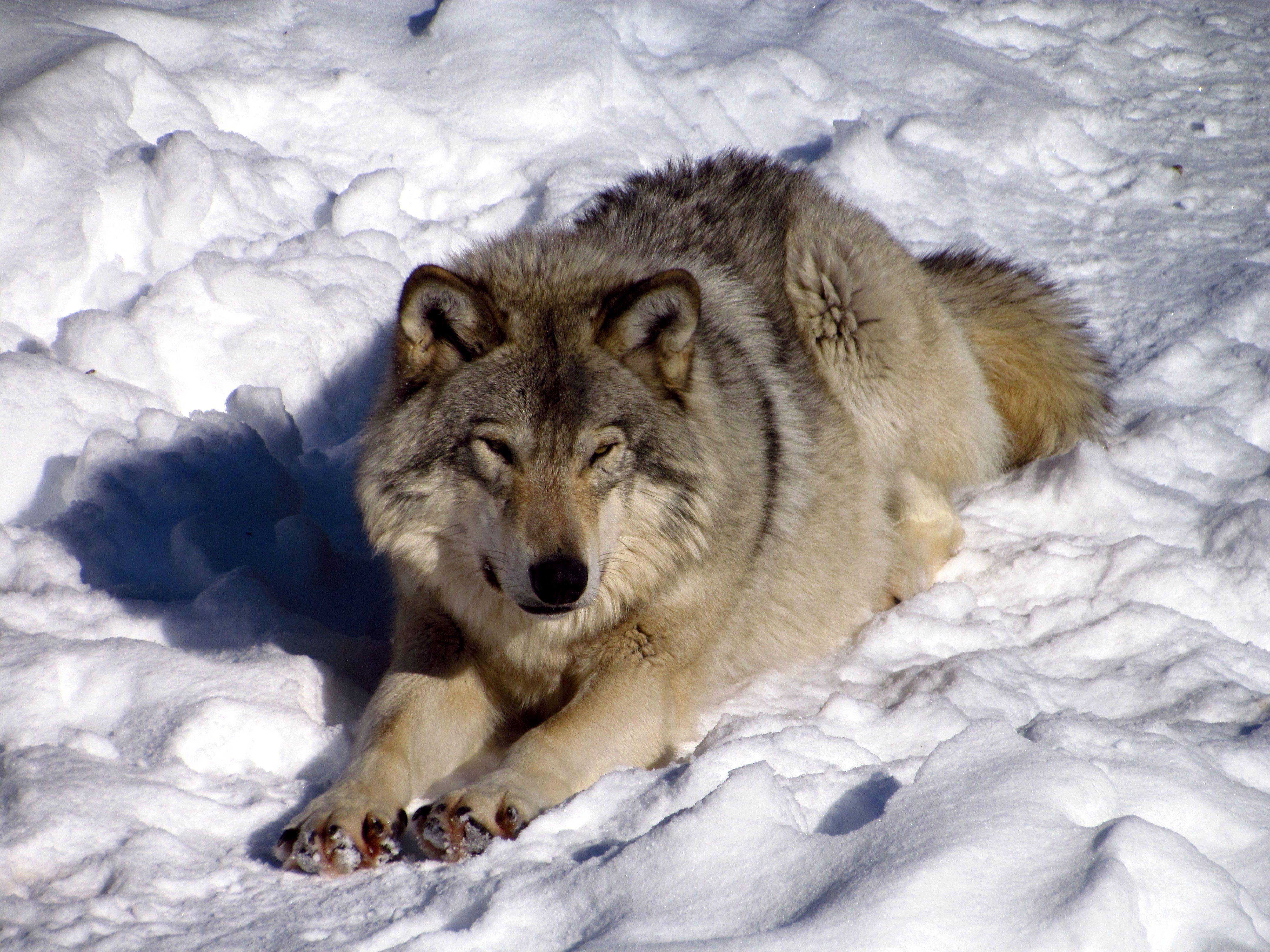 Timber Wolf Wallpapers - Top Free Timber Wolf Backgrounds - WallpaperAccess