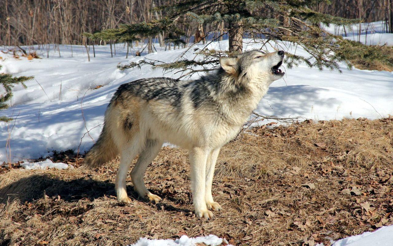 Timber Wolf Wallpapers - Top Free Timber Wolf Backgrounds - WallpaperAccess