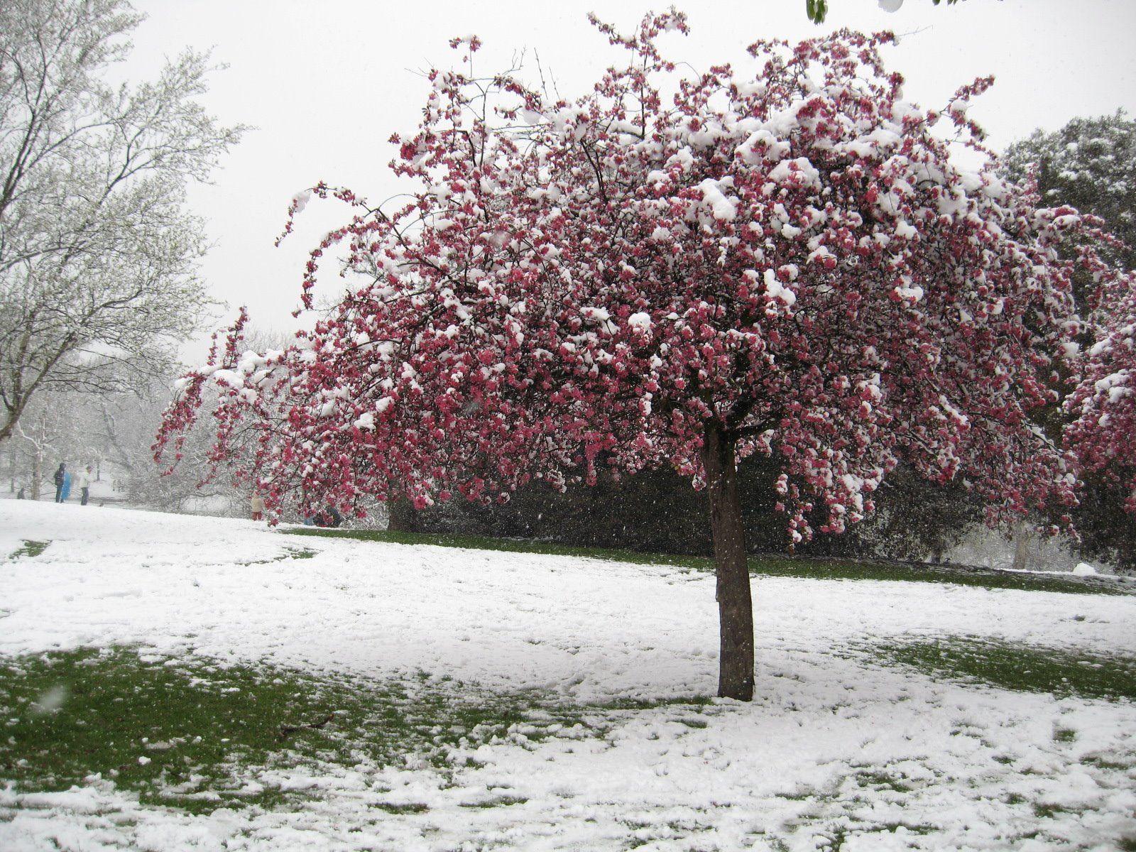 Snow Blossoms Wallpapers - Top Free Snow Blossoms Backgrounds ...
